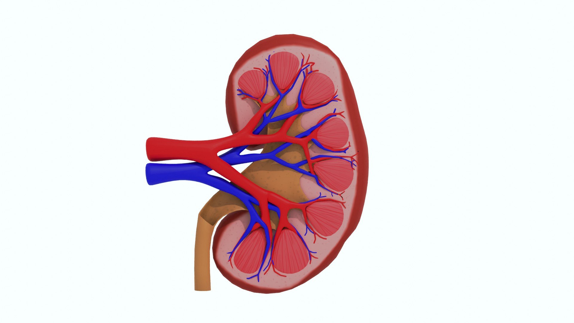 3D Kidney Cross Section - TurboSquid 2016964