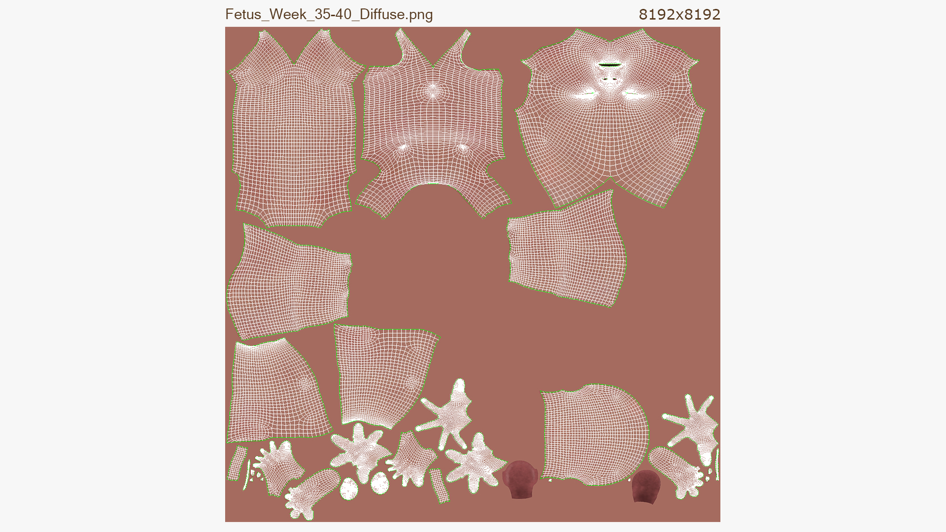 modelo 3d Anatomía del feto Semana 39 Animada - TurboSquid 1793936