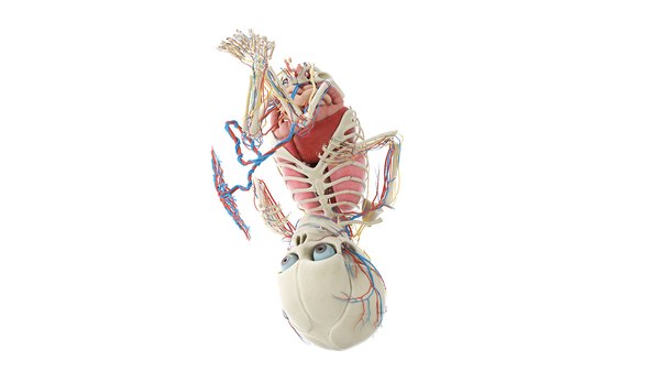 modelo 3d Anatomía del feto Semana 39 Animada - TurboSquid 1793936