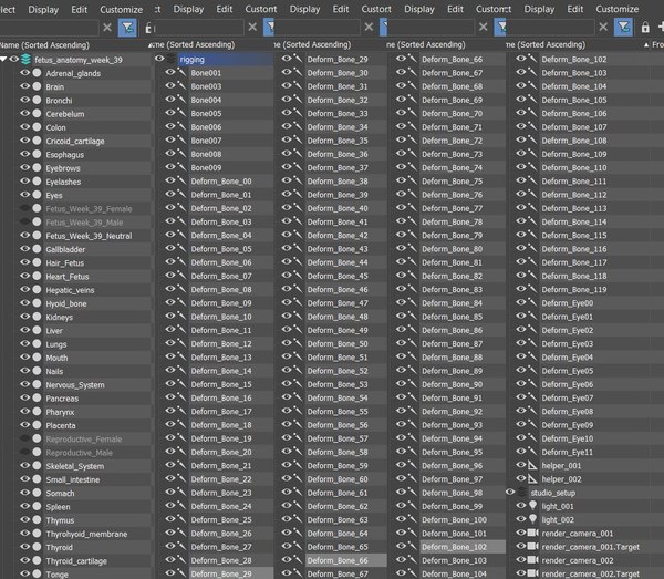 modelo 3d Anatomía del feto Semana 39 Animada - TurboSquid 1793936