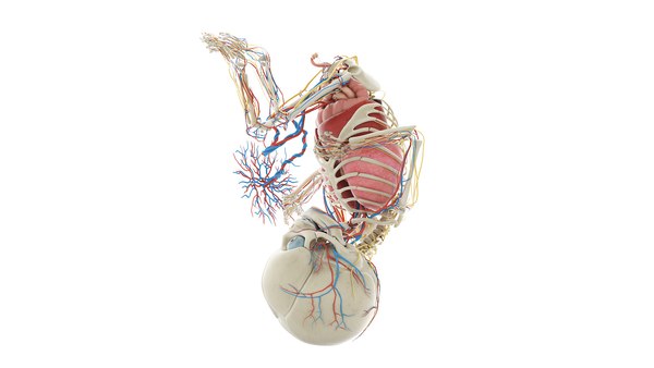 modelo 3d Anatomía del feto Semana 39 Animada - TurboSquid 1793936