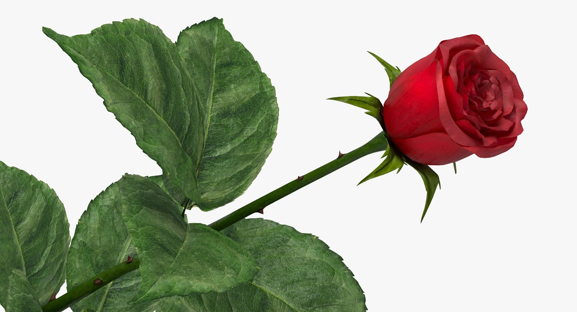 Realistic Rose Flower 3D Model - TurboSquid 1221871