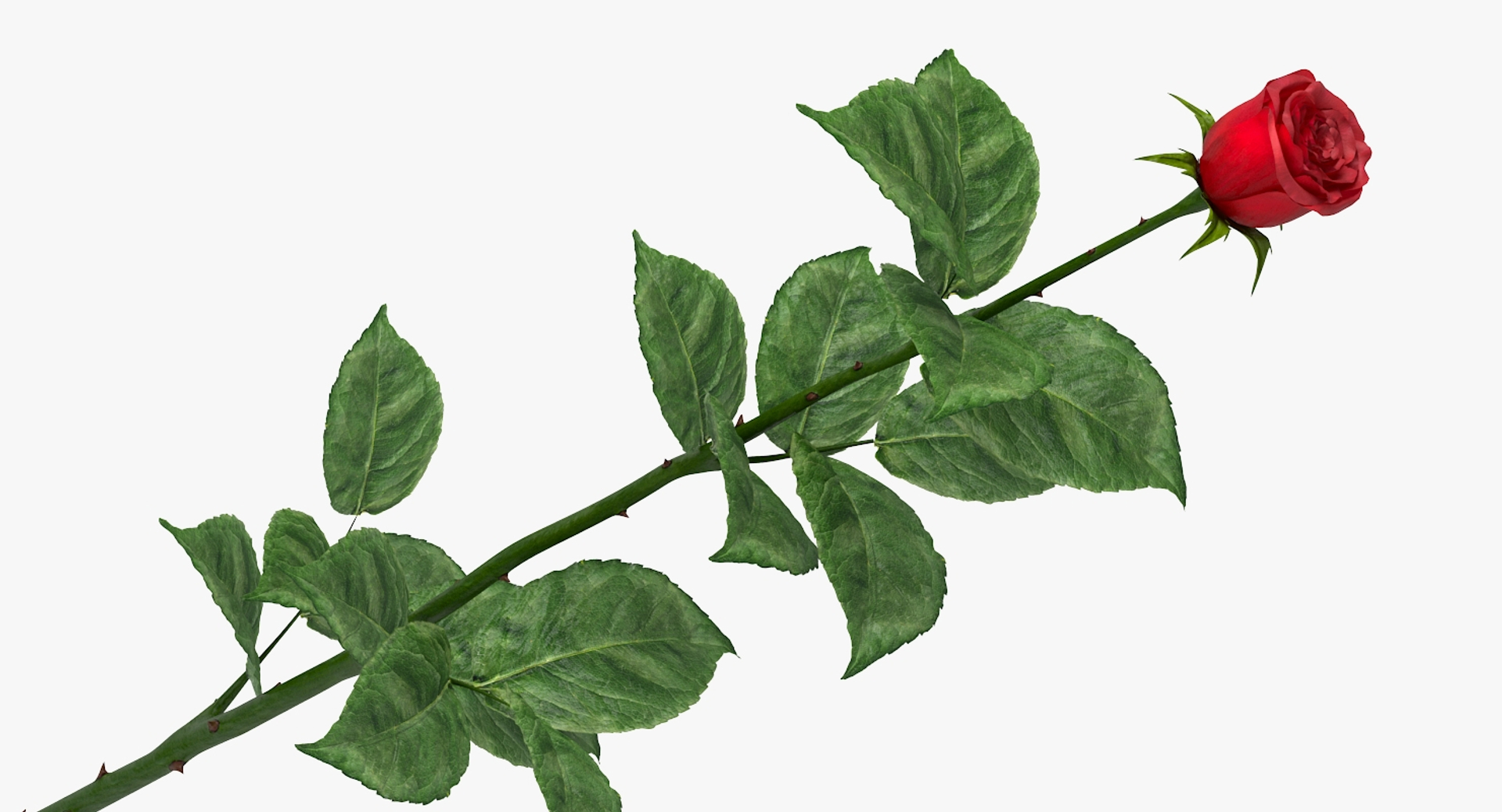 Realistic Rose Flower 3D Model - TurboSquid 1221871