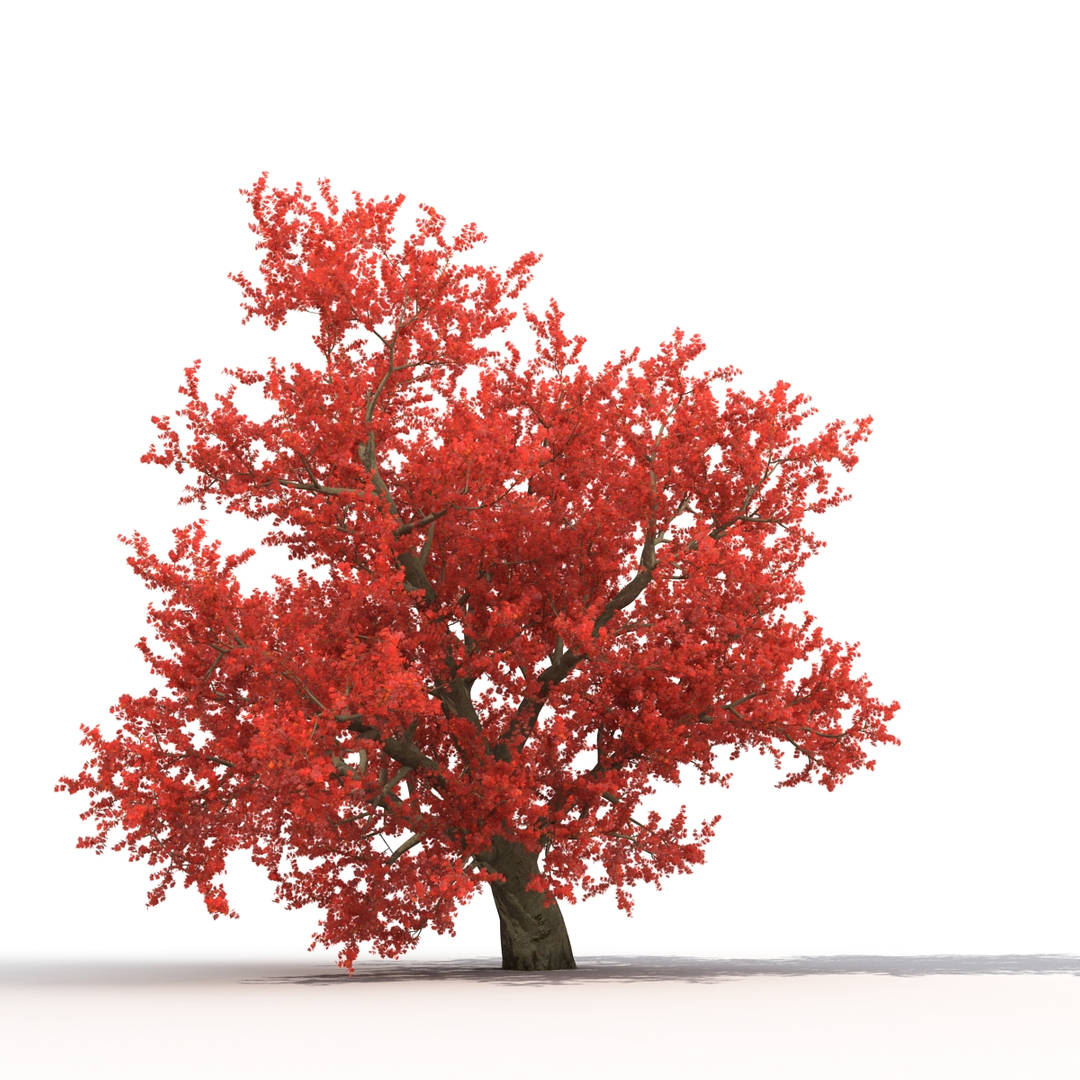 3d Autumn Red Maple Trees