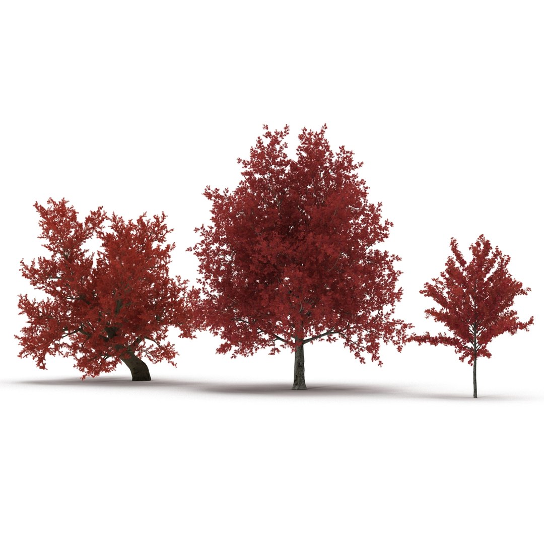 3d Autumn Red Maple Trees