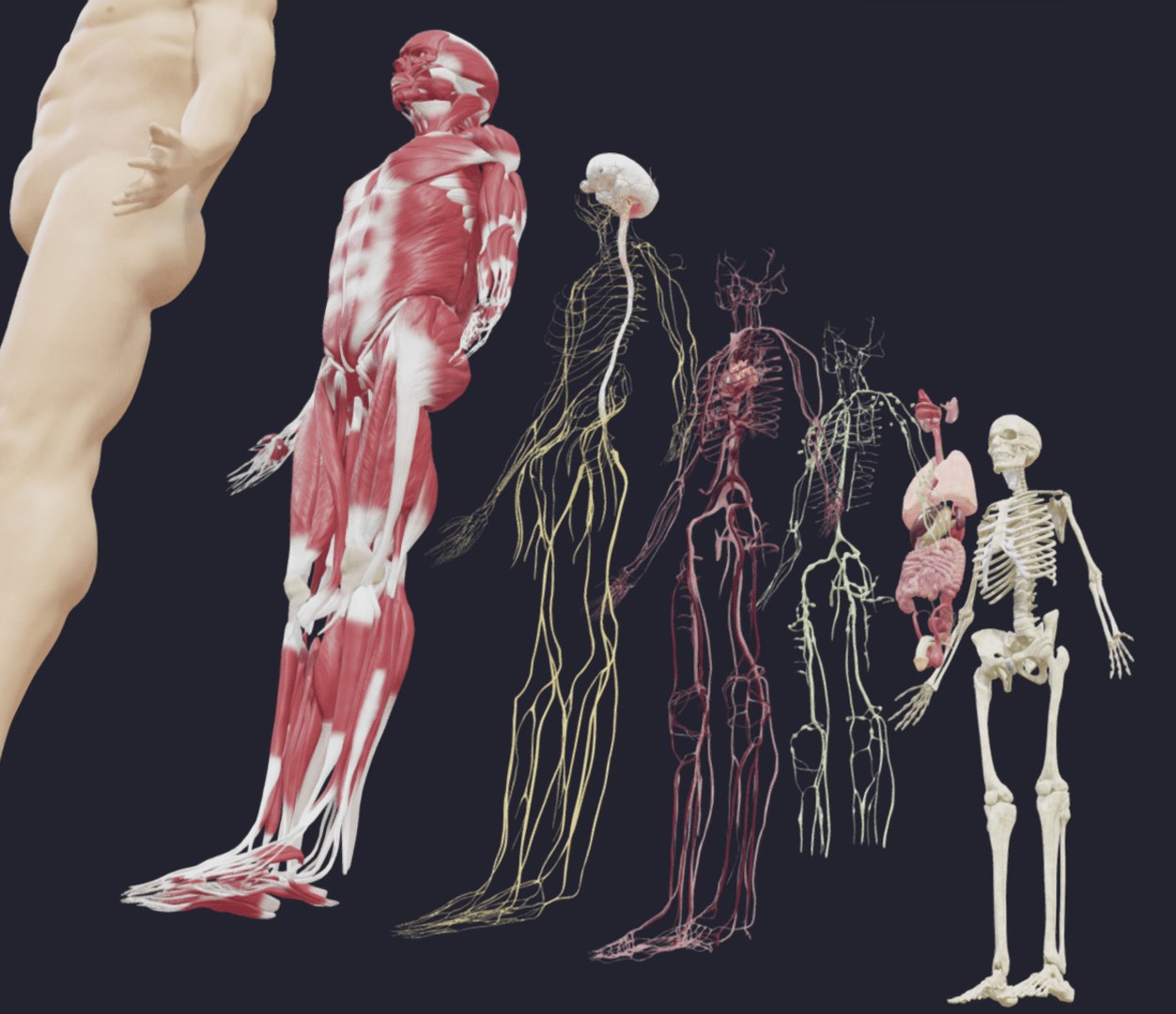 Human Anatomy Male - Highly Detailed Model 3D Model - TurboSquid 2288580