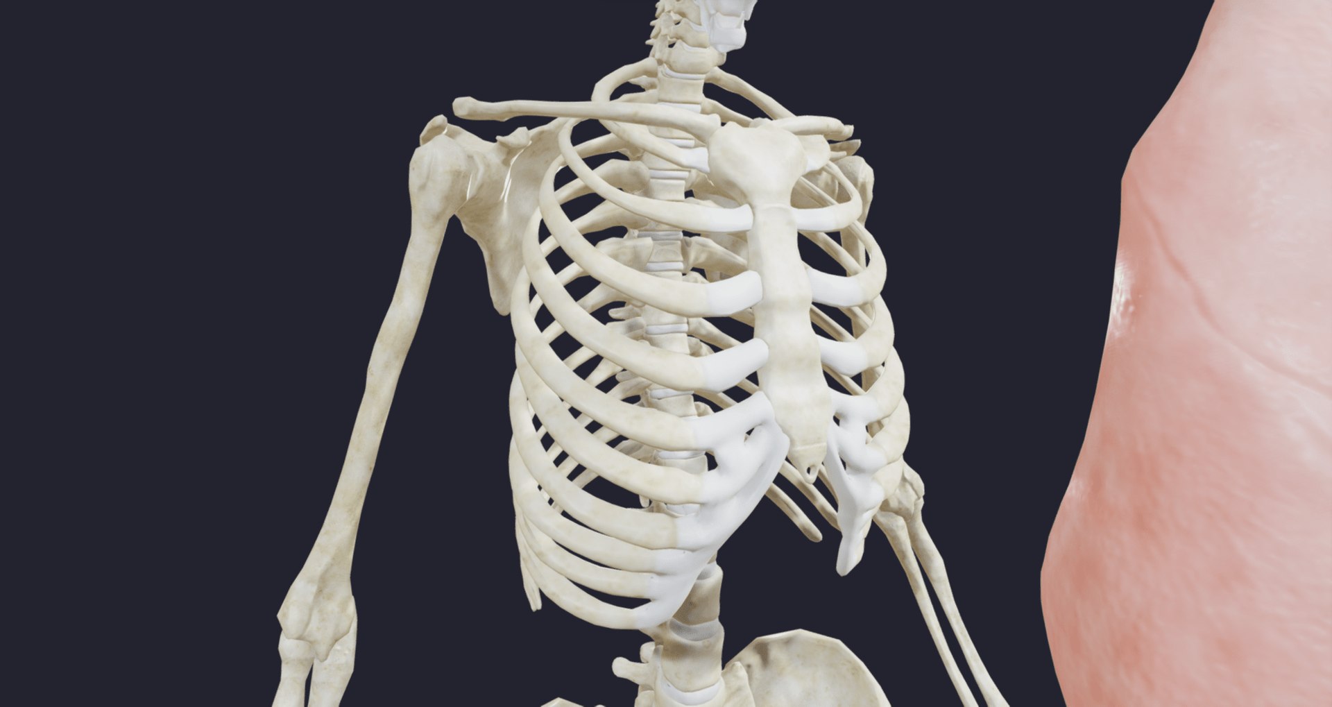Human Anatomy Male - Highly Detailed Model 3D Model - TurboSquid 2288580