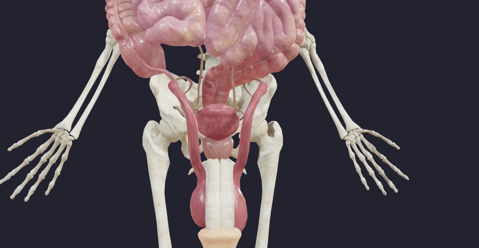 Human Anatomy Male - Highly Detailed Model 3D Model - TurboSquid 2288580