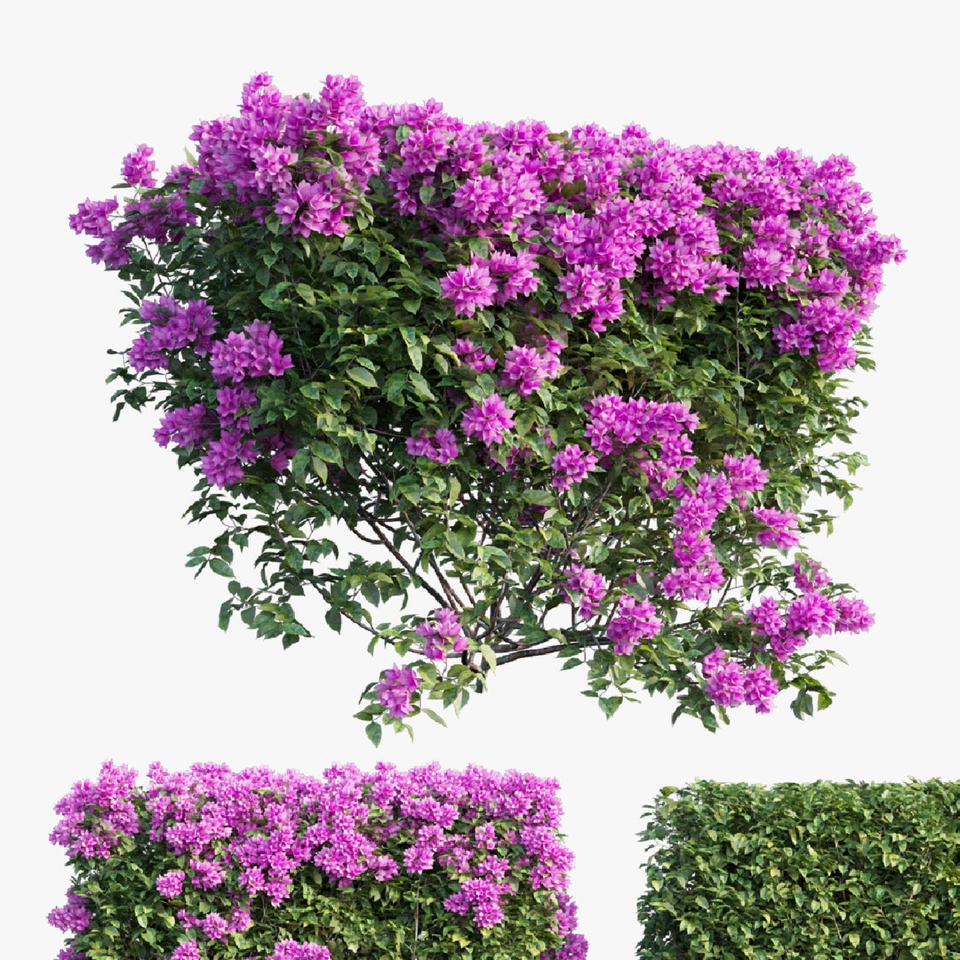 3D Bougainvillea Plant Set 02 - TurboSquid 1835041