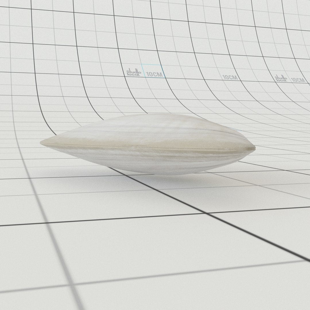 Pipi Shell 3D - TurboSquid 1209370