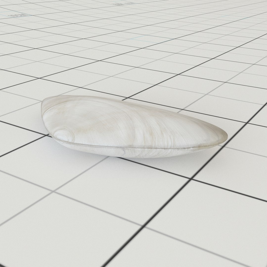 Pipi Shell 3D - TurboSquid 1209370