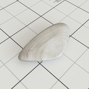 3d scallop shell