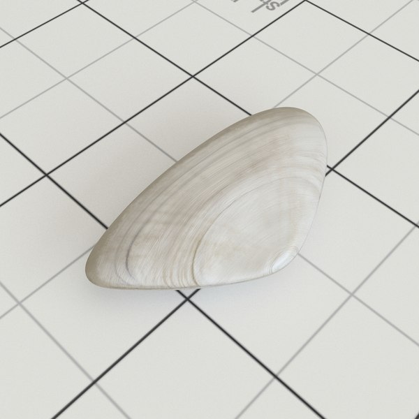 maya sea shell
