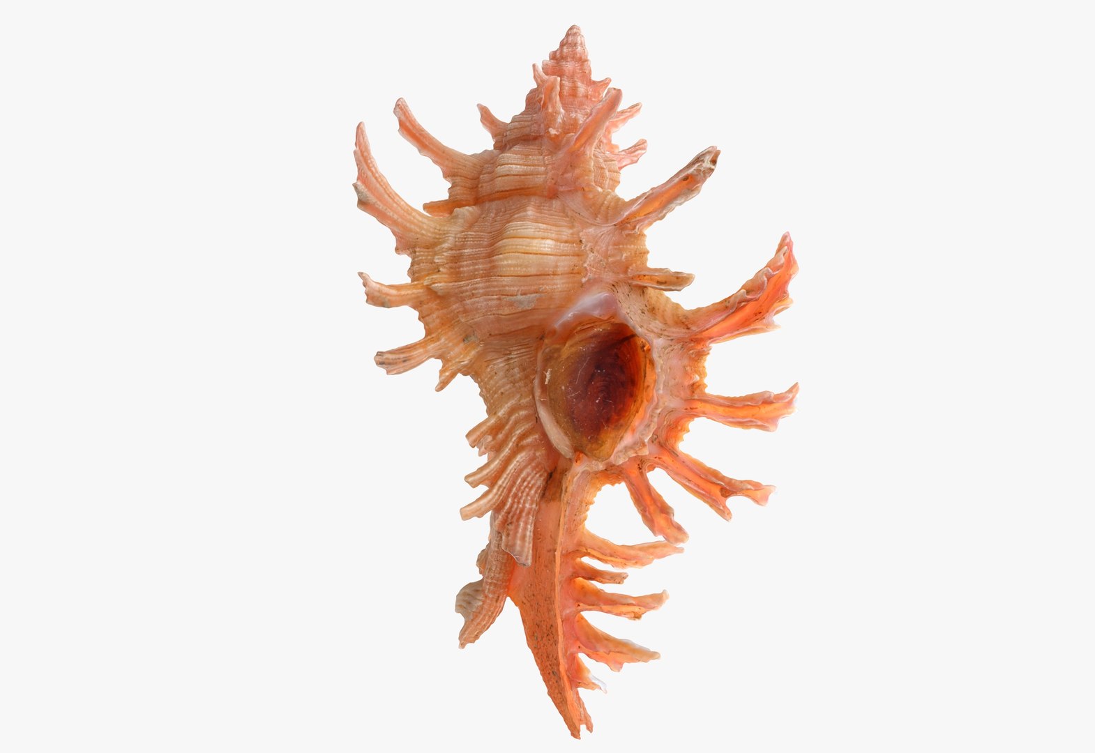 3D Chicoreus Aculeatus Sea Shell Model - TurboSquid 2074550