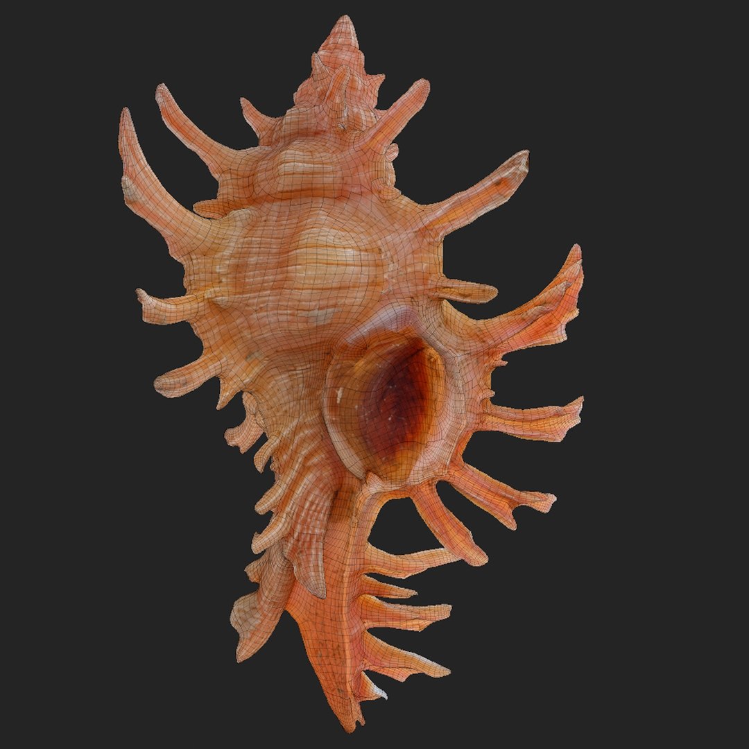 3D Chicoreus Aculeatus Sea Shell Model - TurboSquid 2074550