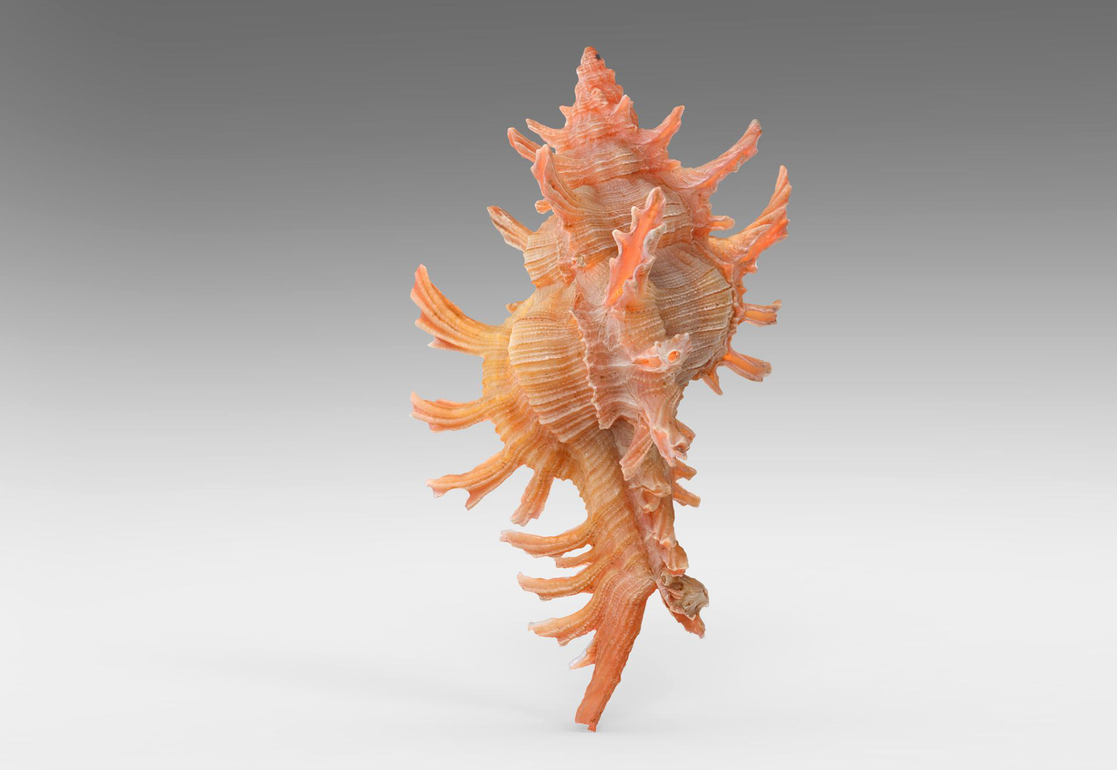 3D Chicoreus Aculeatus Sea Shell Model - TurboSquid 2074550