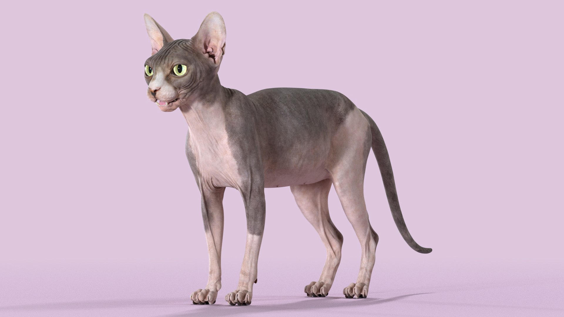 Sphynx Cat Collection 3D Model - TurboSquid 1777318