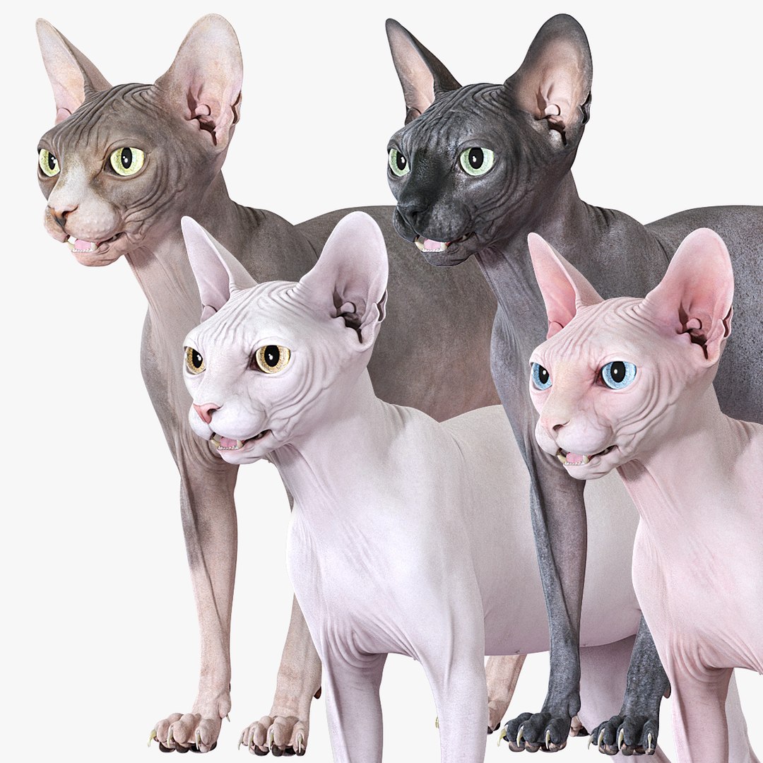 Sphynx Cat Collection 3D Model - TurboSquid 1777318