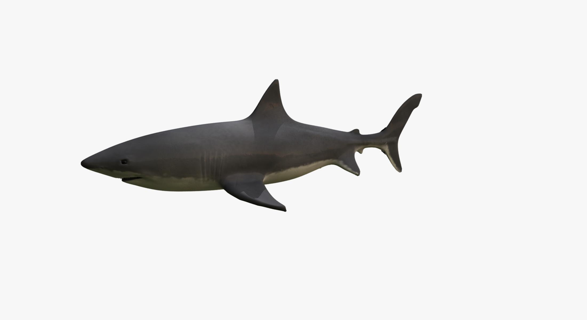 great white shark obj