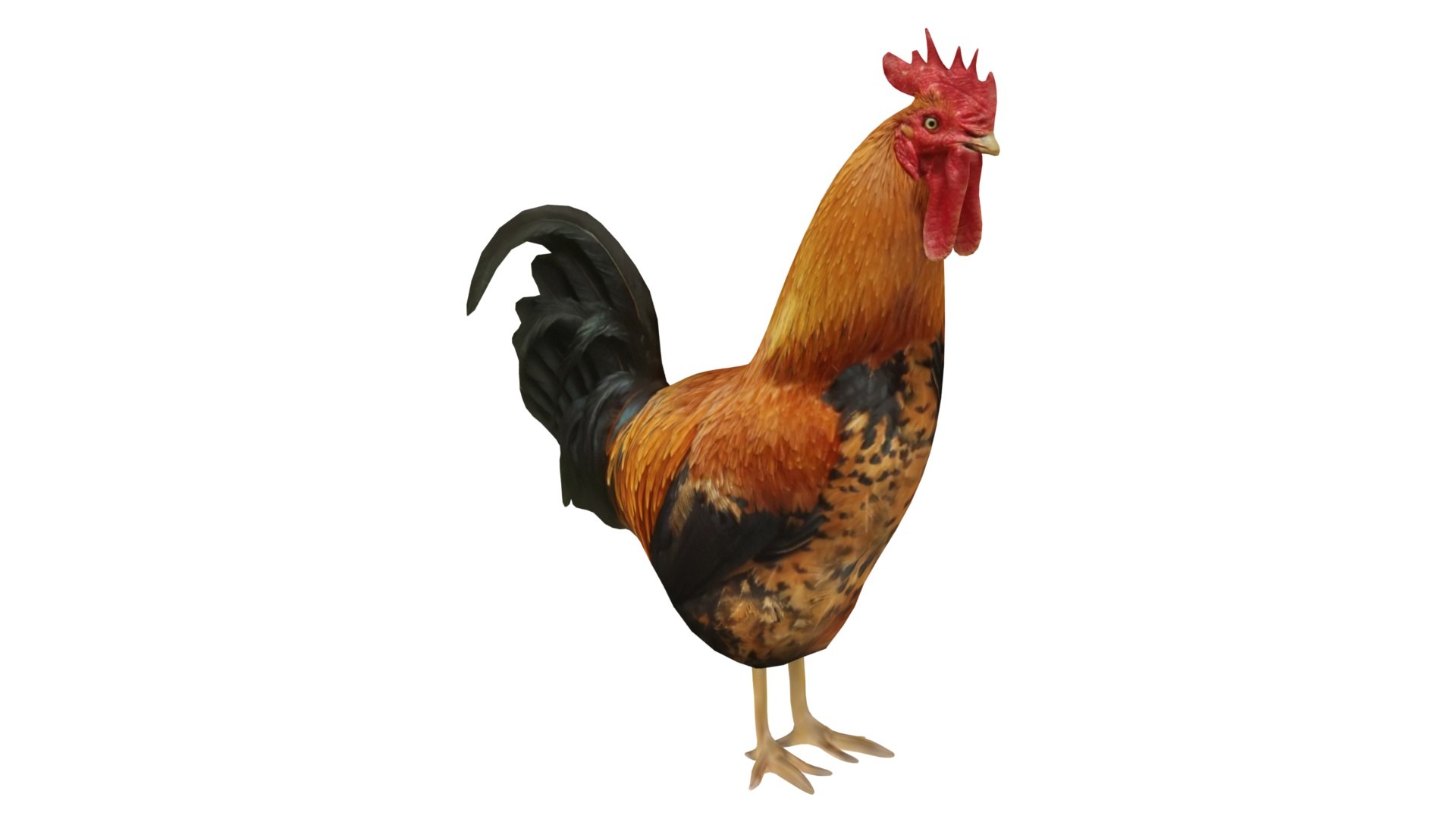 Chicken Chick 3D Model - TurboSquid 1663163