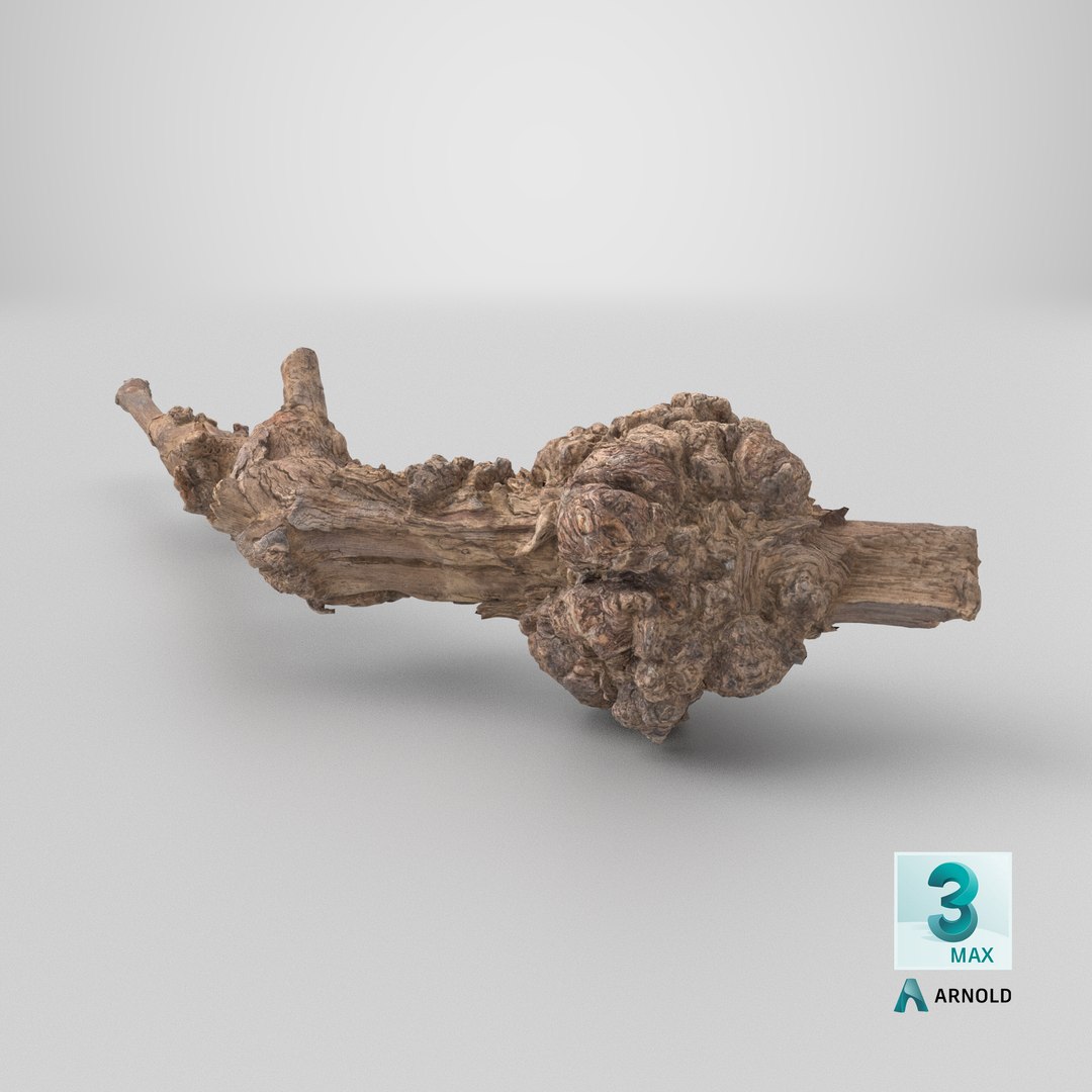 3D Grapevine Bark 3D Scanned 08 StemCell - TurboSquid 2282658