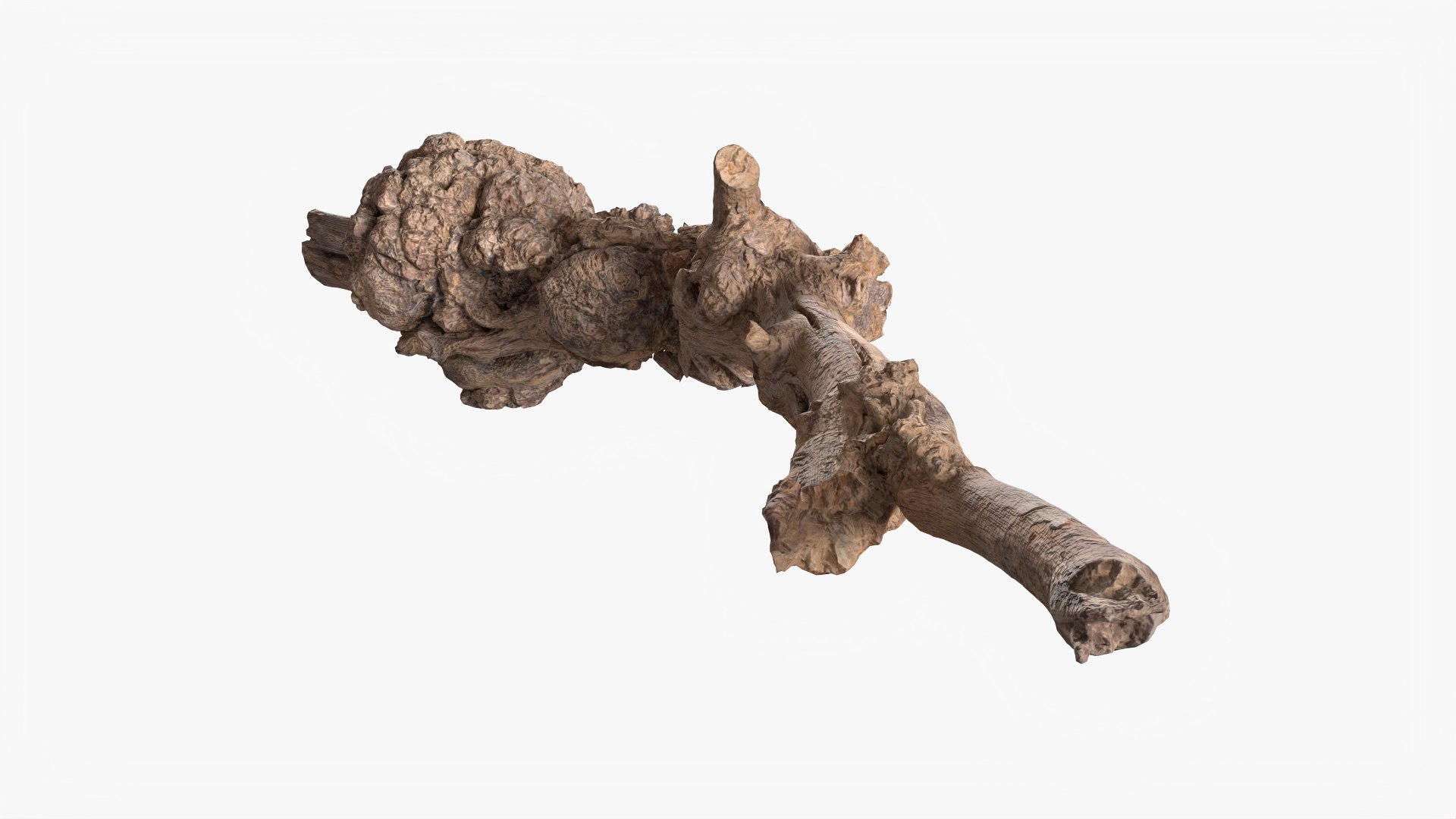 3D Grapevine Bark 3D Scanned 08 StemCell - TurboSquid 2282658