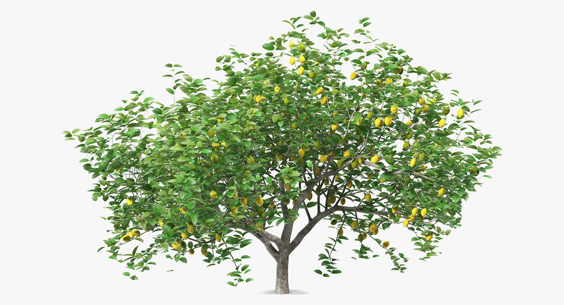 3D lemon tree - TurboSquid 1377235