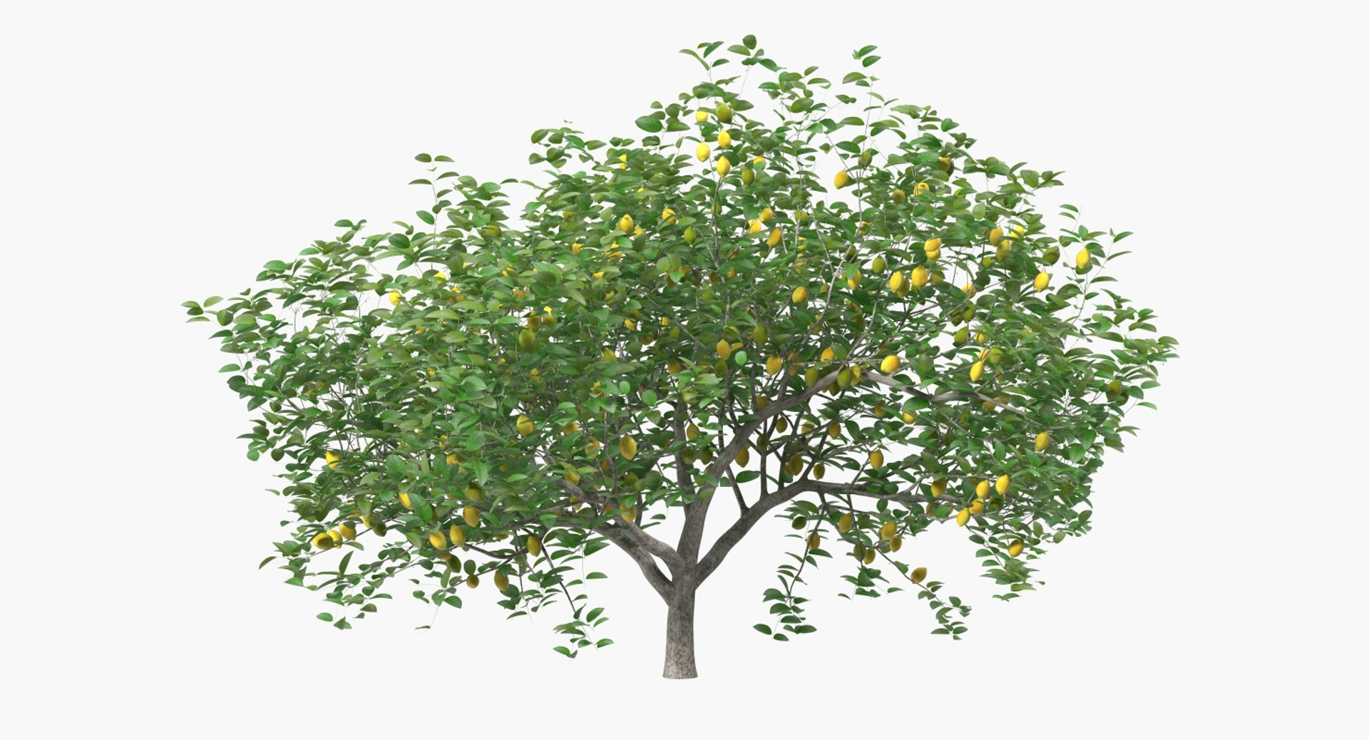 3D Lemon Tree - TurboSquid 1377235