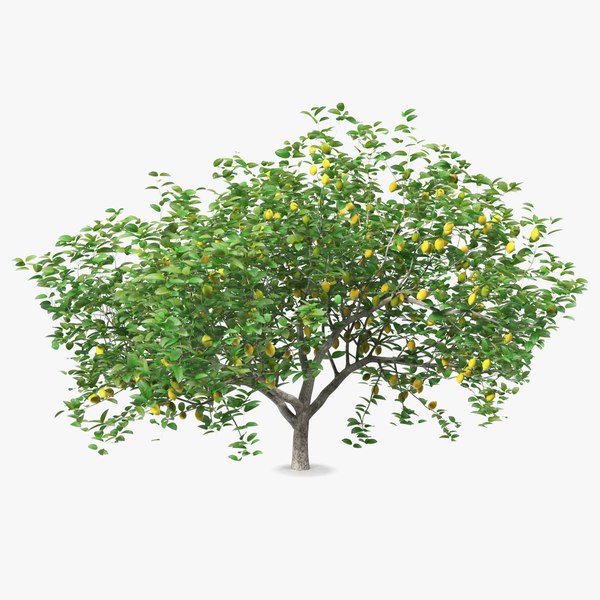 3D lemon tree pack - TurboSquid 1537174