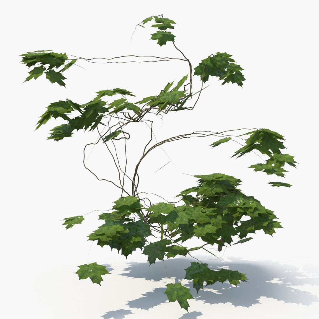 3D Realistic Ivy Wall Model - TurboSquid 1149322