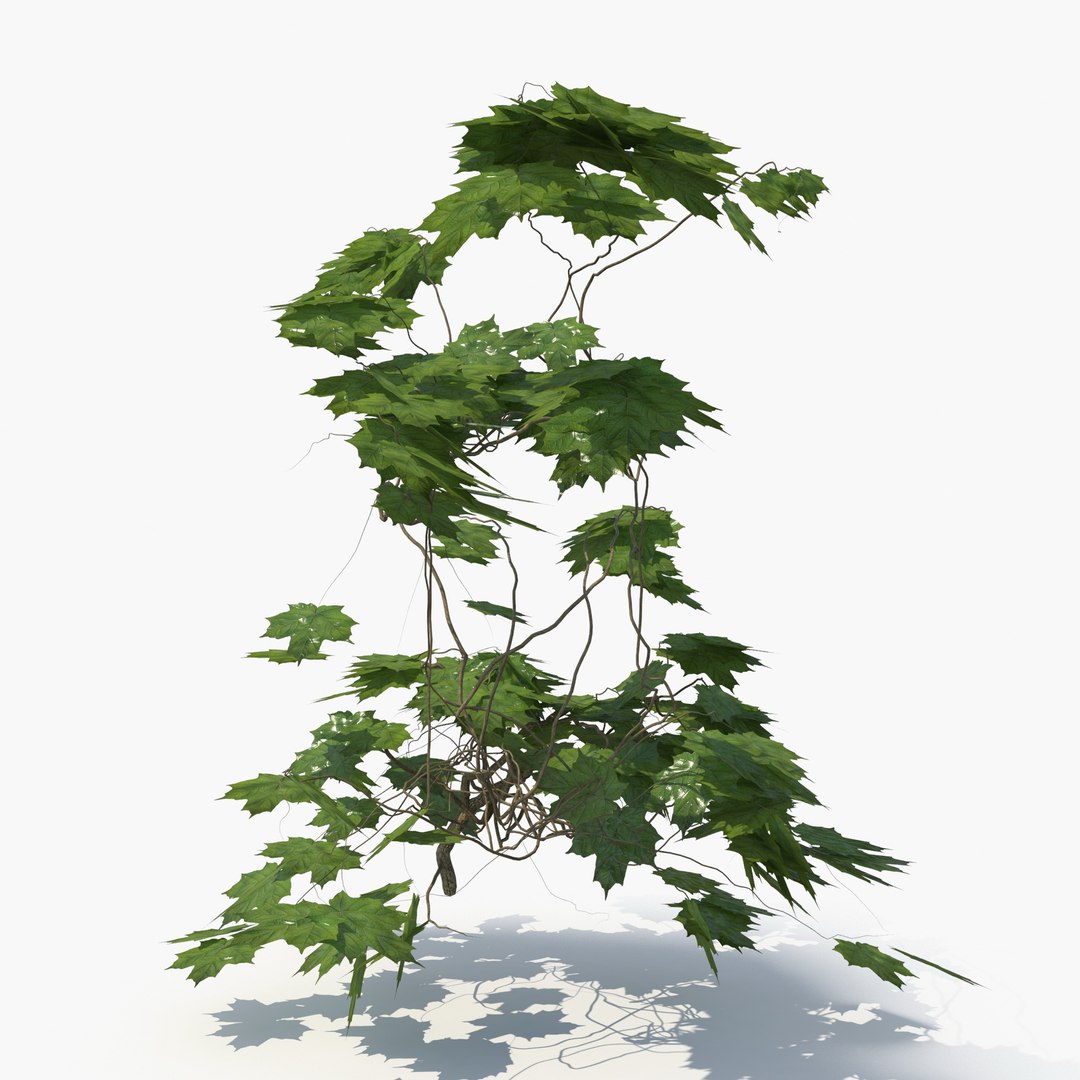 3D Realistic Ivy Wall Model - TurboSquid 1149322