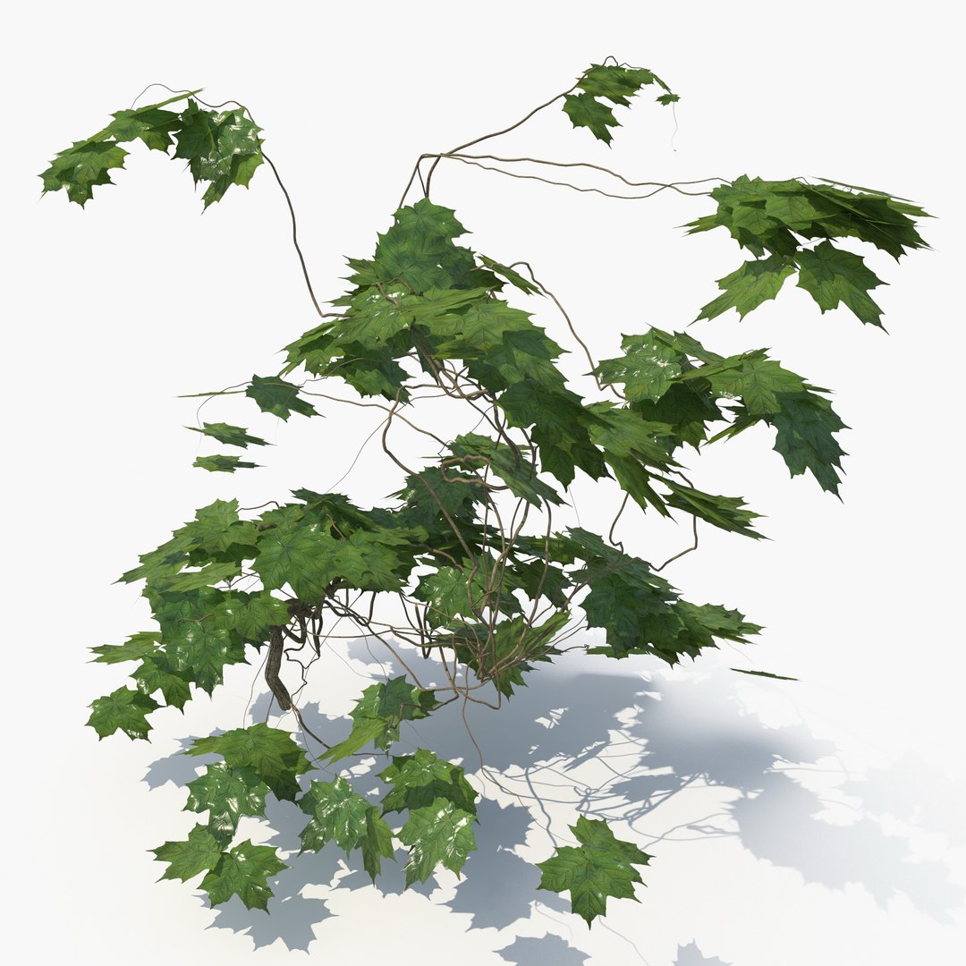 3D Realistic Ivy Wall Model - TurboSquid 1149322
