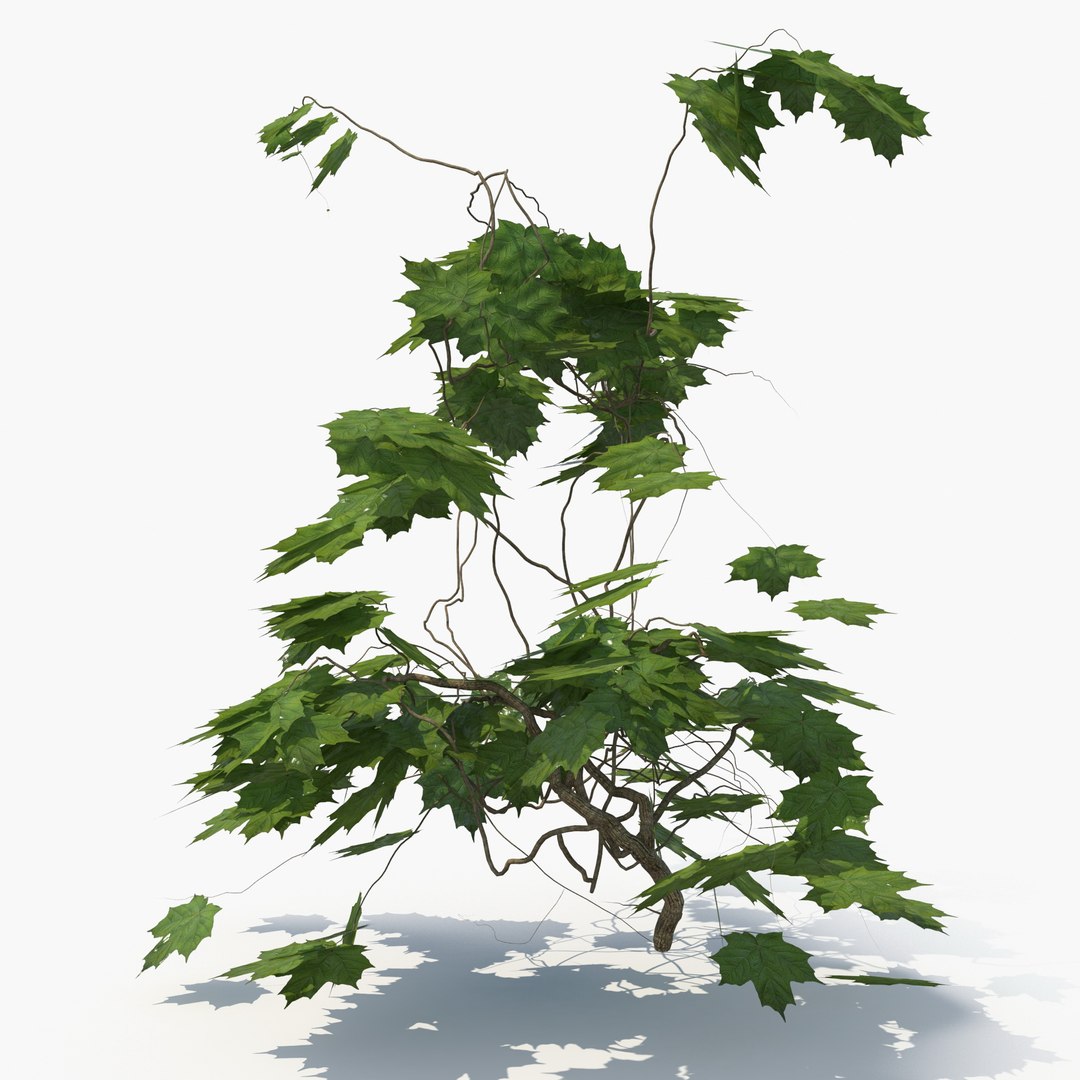 3D Realistic Ivy Wall Model - TurboSquid 1149322