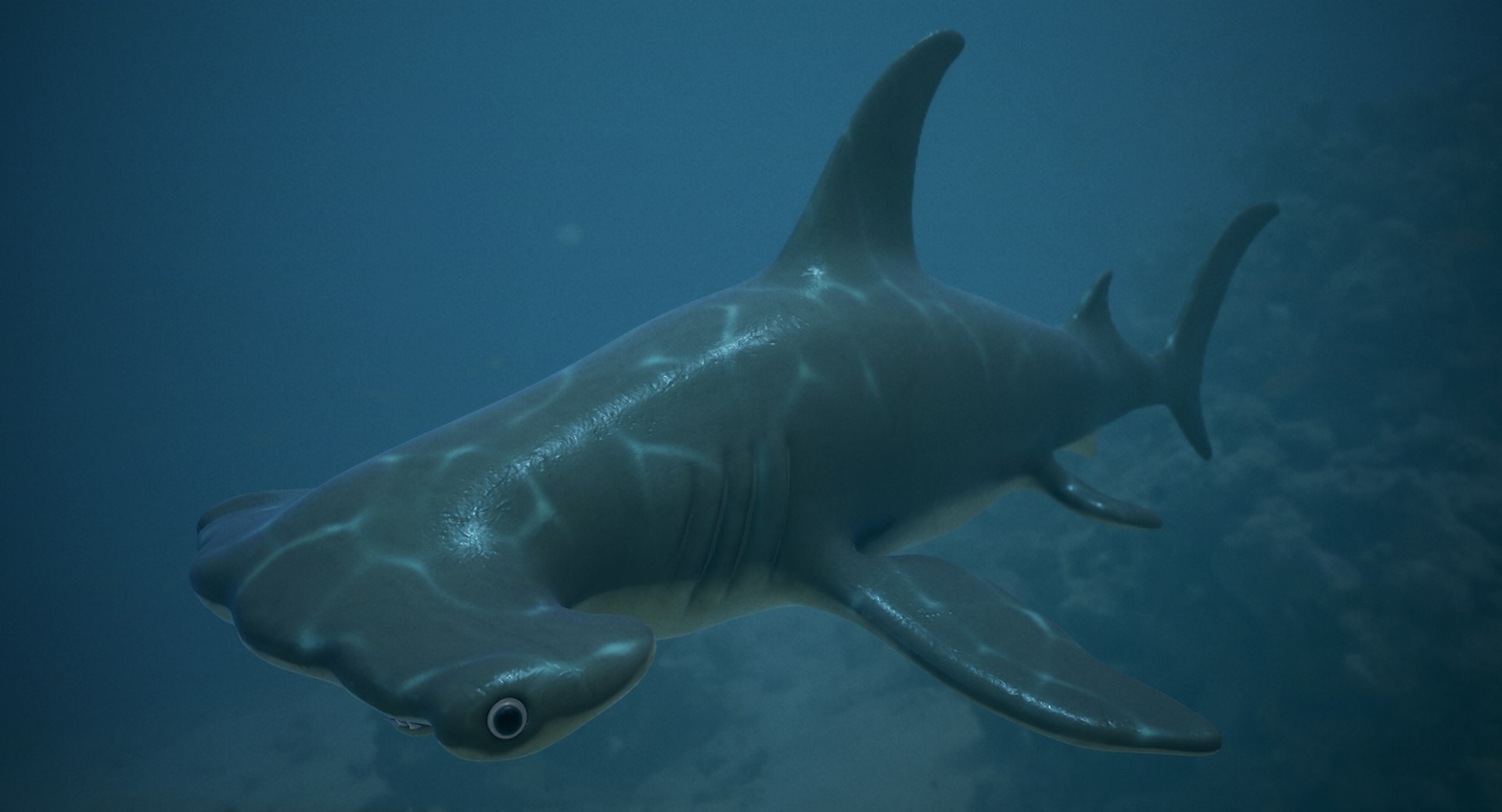 Hammerhead Shark 3D Model - TurboSquid 1334890