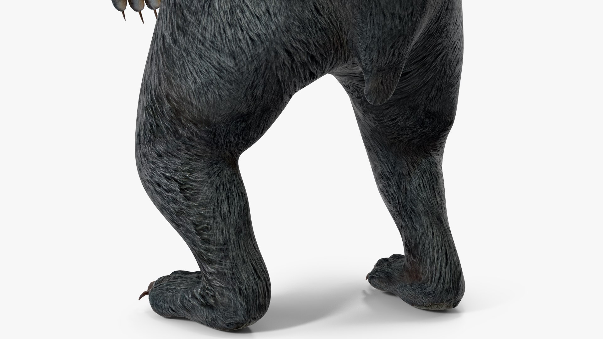 Standing Young Black Bear 3D - TurboSquid 2255017