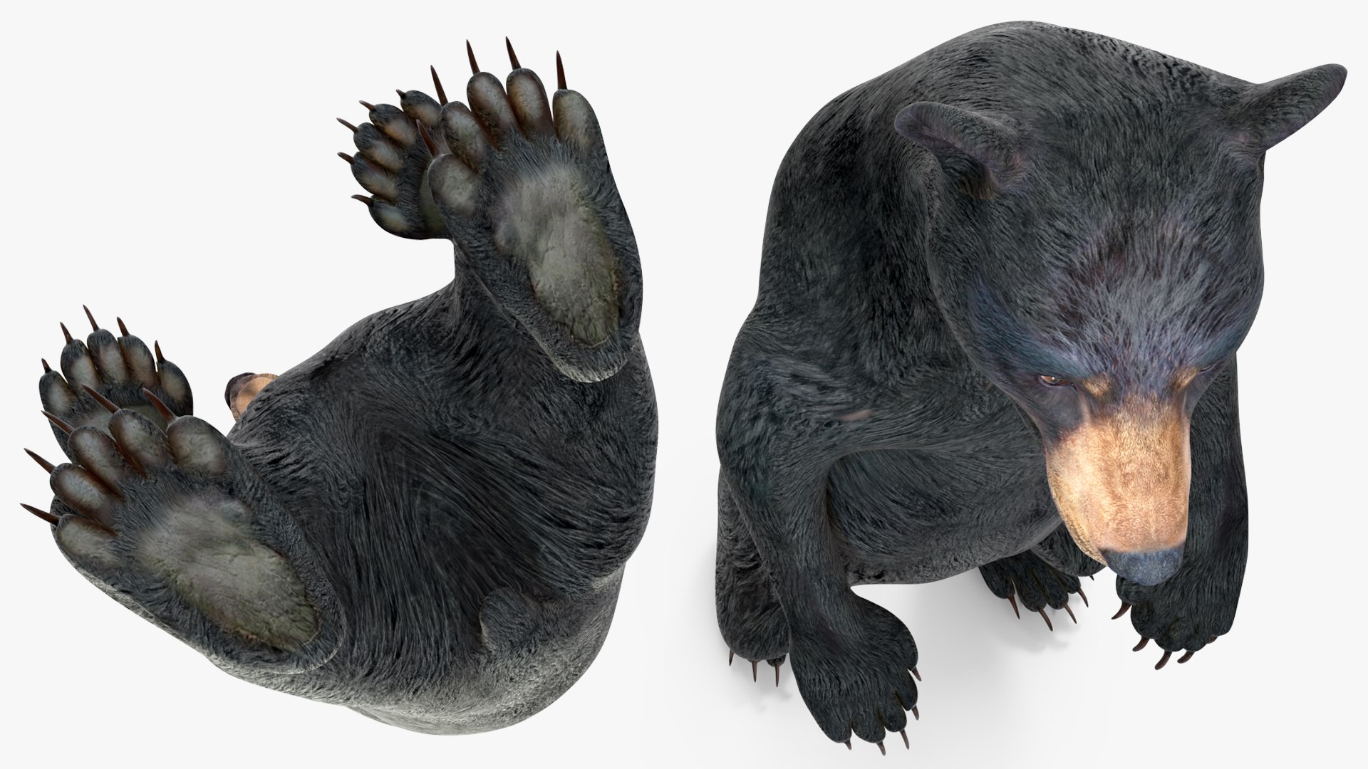 Standing Young Black Bear 3D - TurboSquid 2255017