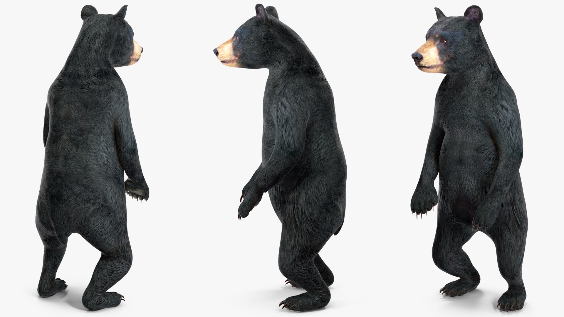 Standing Young Black Bear 3D - TurboSquid 2255017