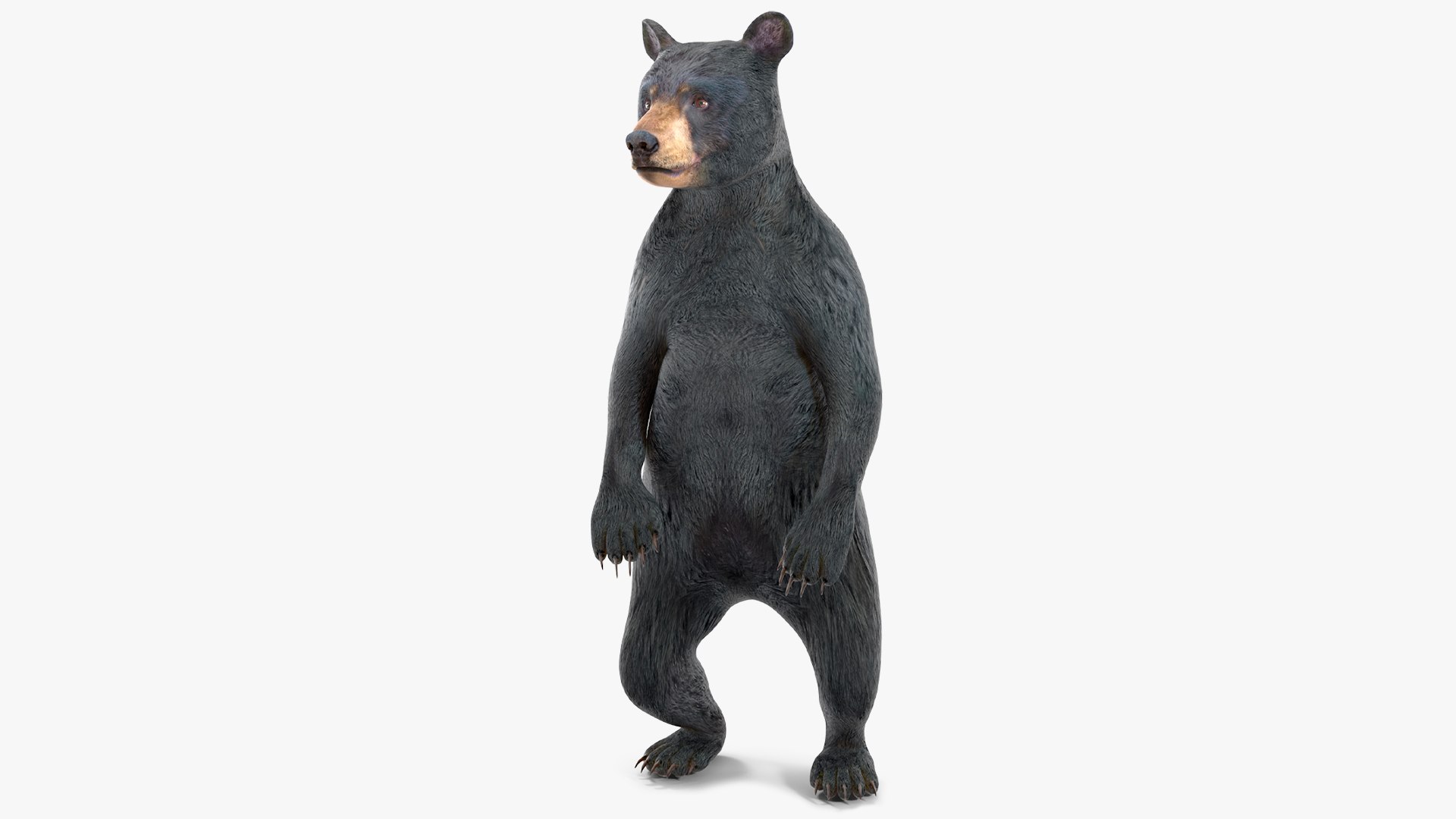 Standing Young Black Bear 3D - TurboSquid 2255017
