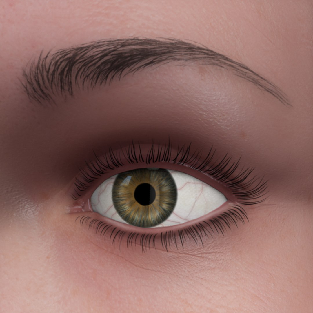 Human Eye 3d Model