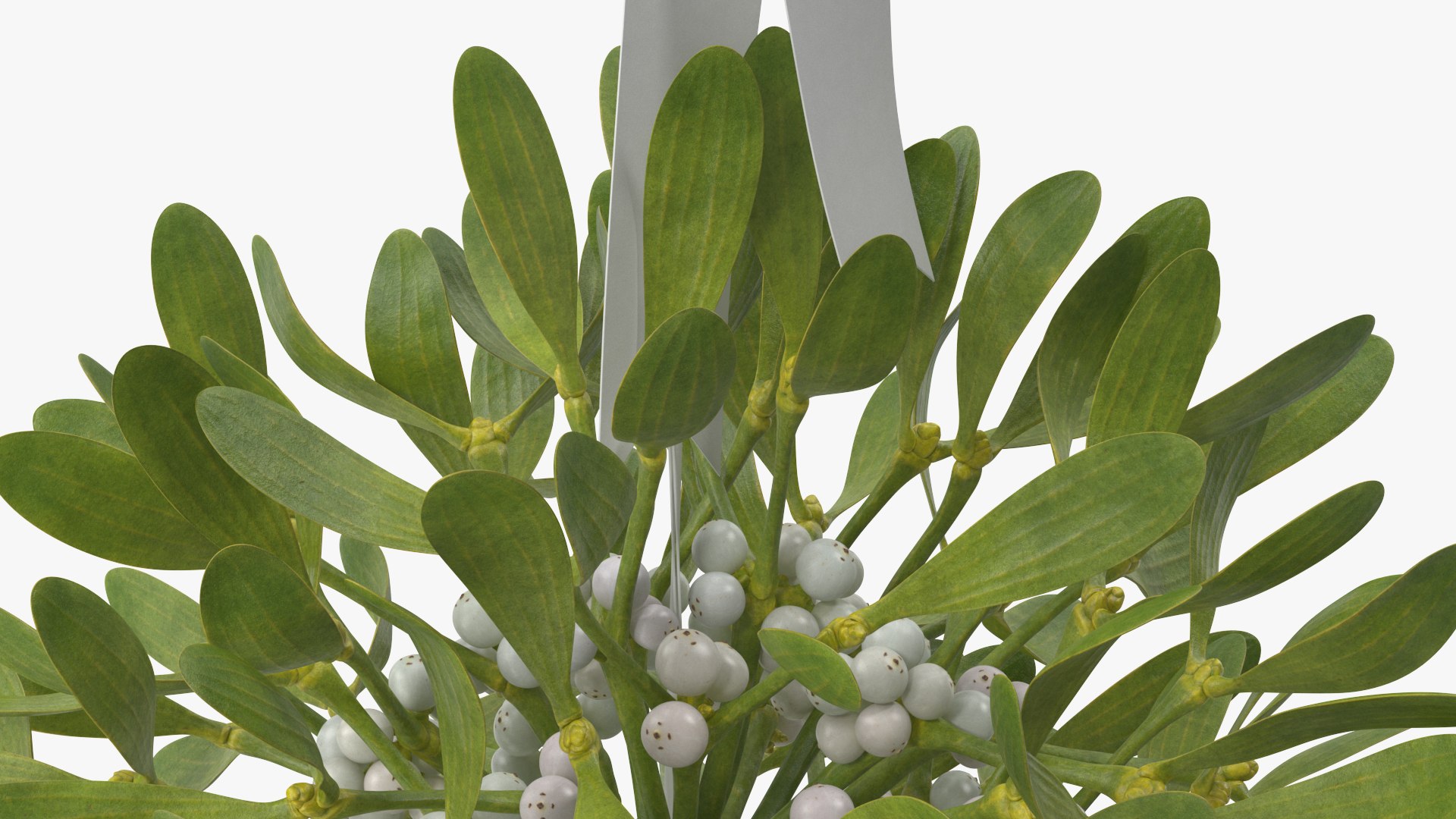 Mistletoe v 2 with White Bow 3D model - TurboSquid 1806478