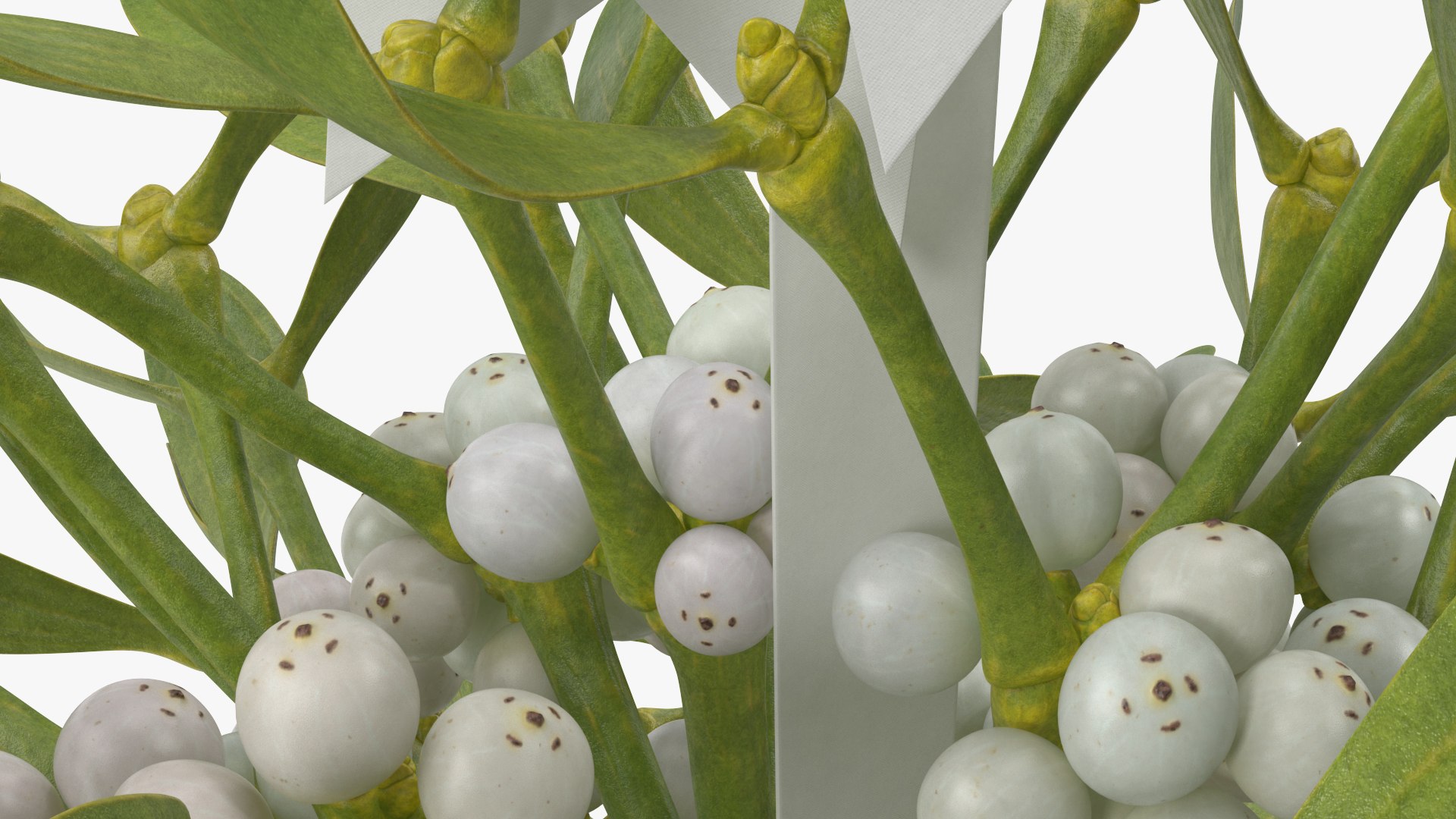 Mistletoe V 2 With White Bow 3D Model - TurboSquid 1806478