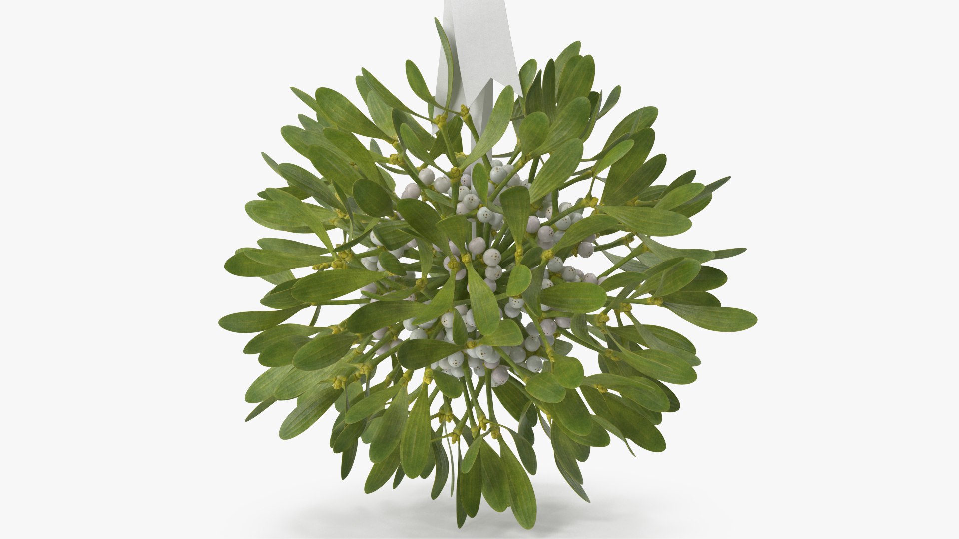 Mistletoe V 2 With White Bow 3D Model - TurboSquid 1806478