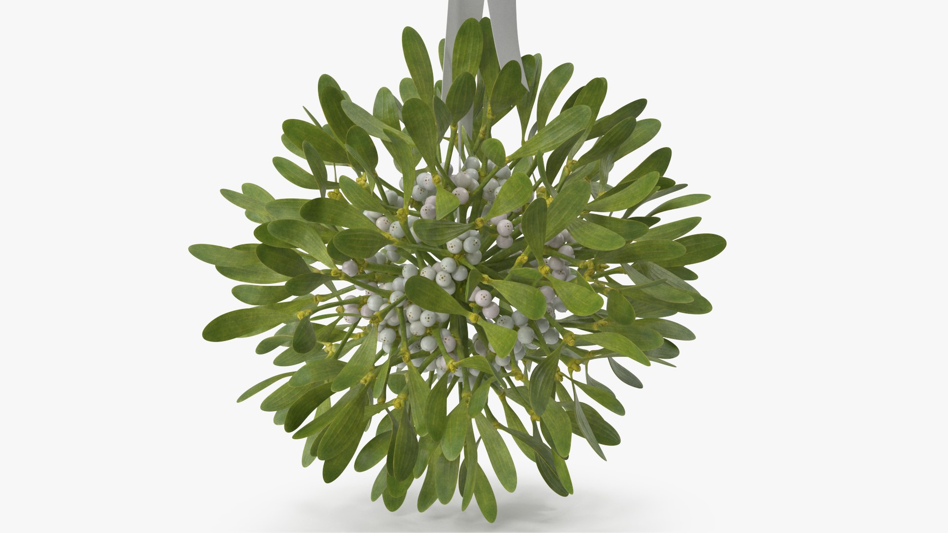 Mistletoe v 2 with White Bow 3D model - TurboSquid 1806478