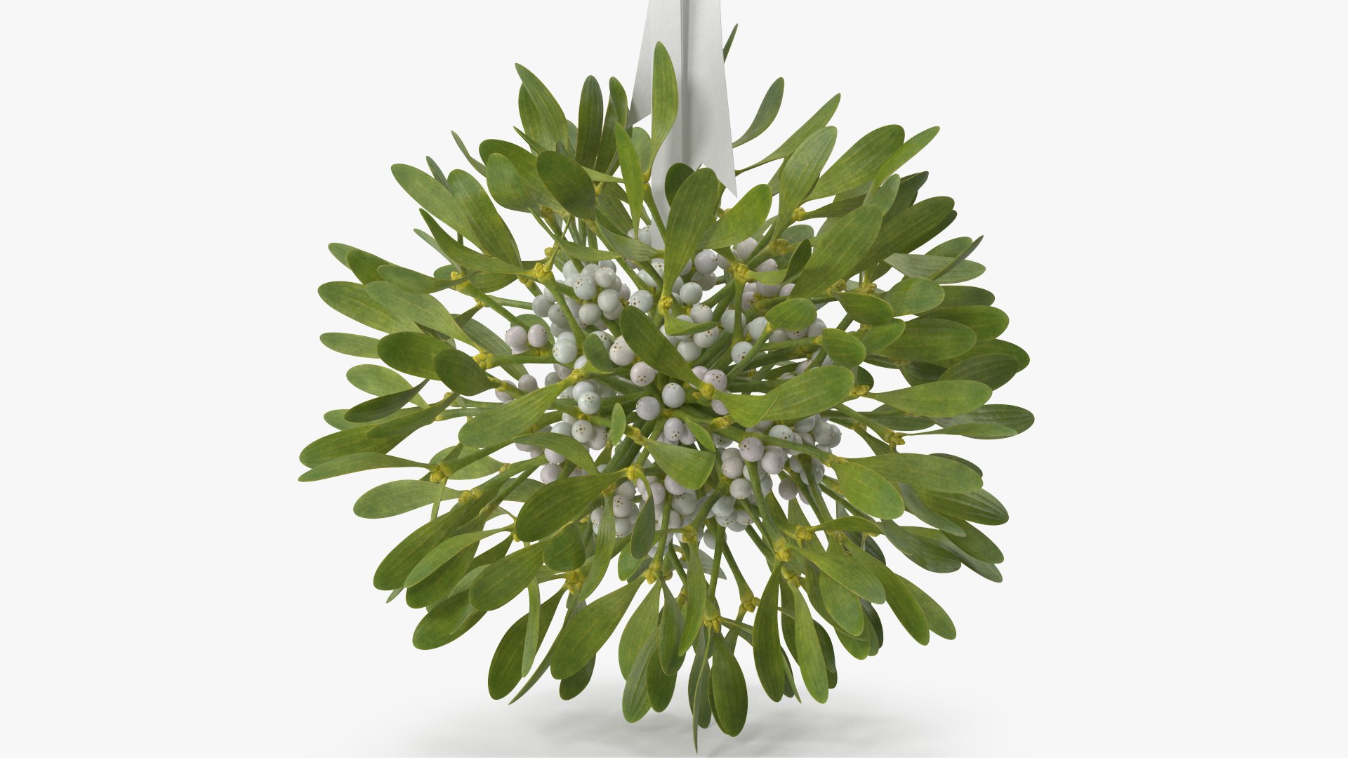Mistletoe V 2 With White Bow 3D Model - TurboSquid 1806478