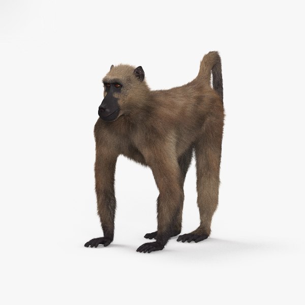 3D Baboon Models | TurboSquid