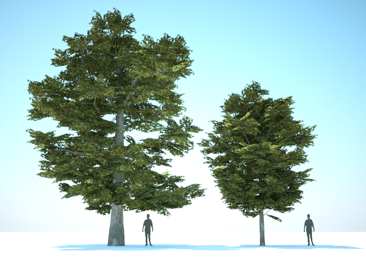 3d model trees 10