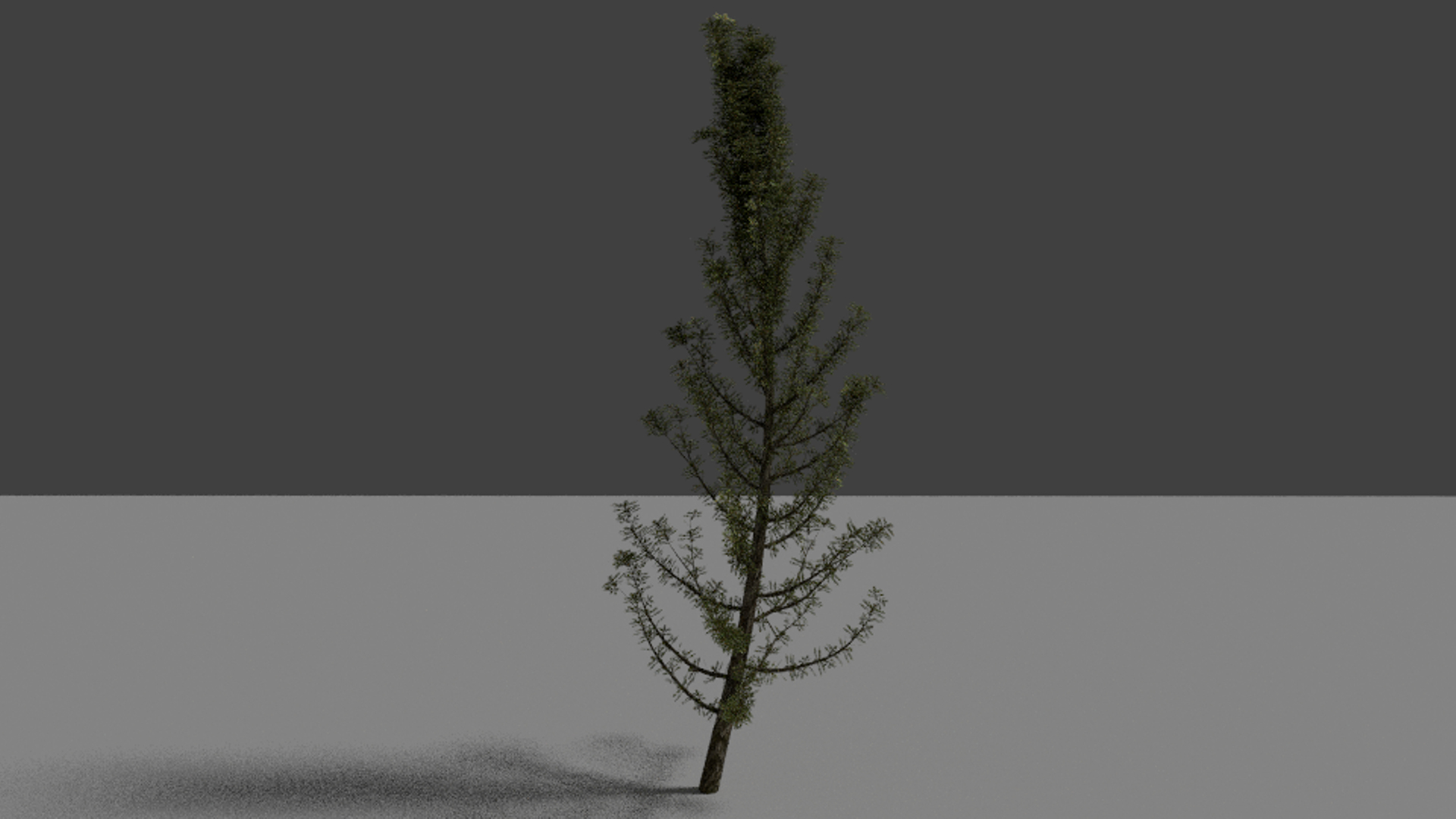 pine tree 3d model