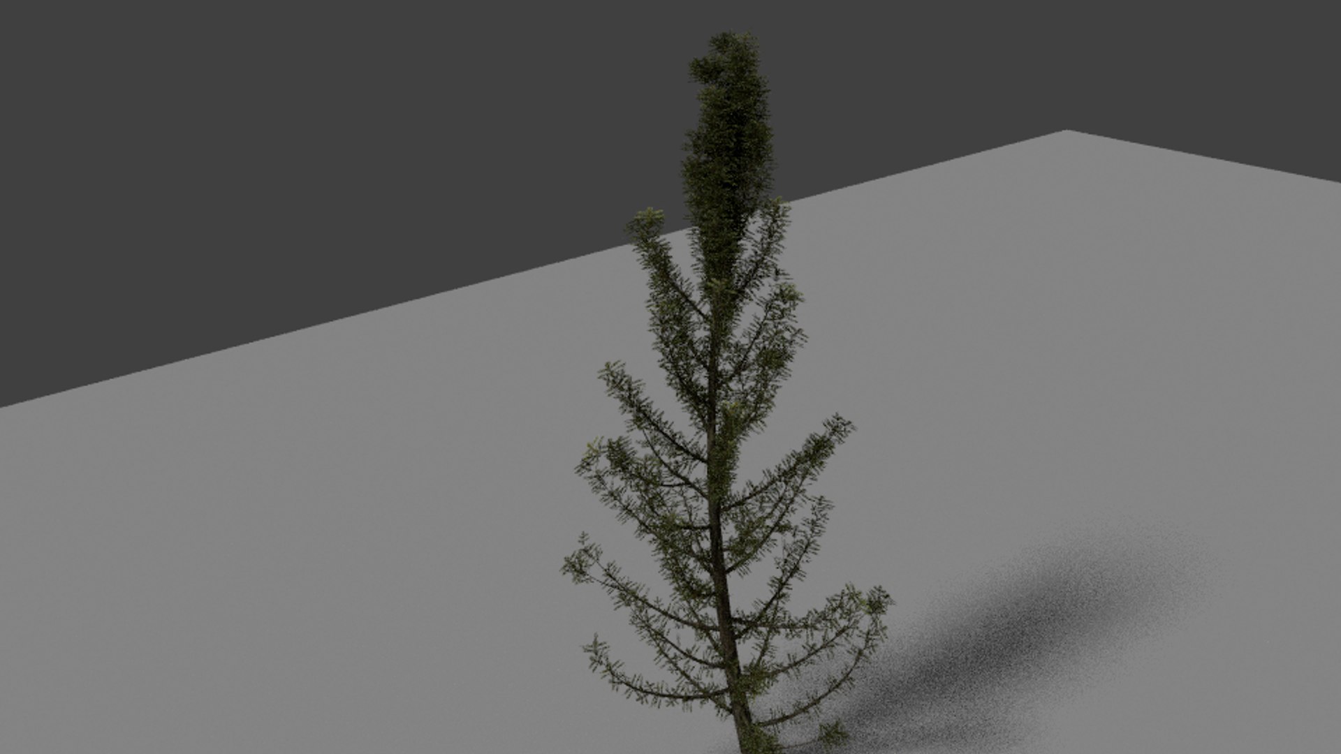 pine tree 3d model