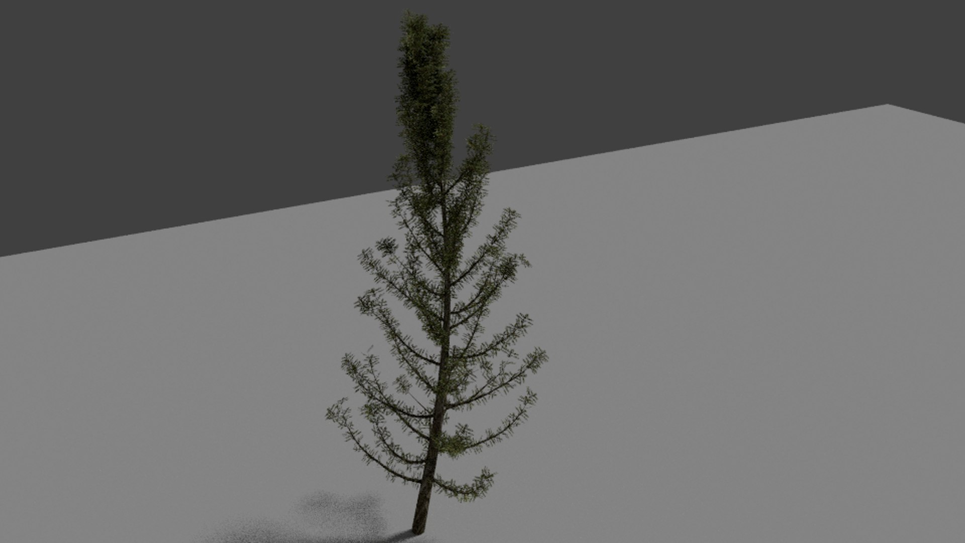 pine tree 3d model