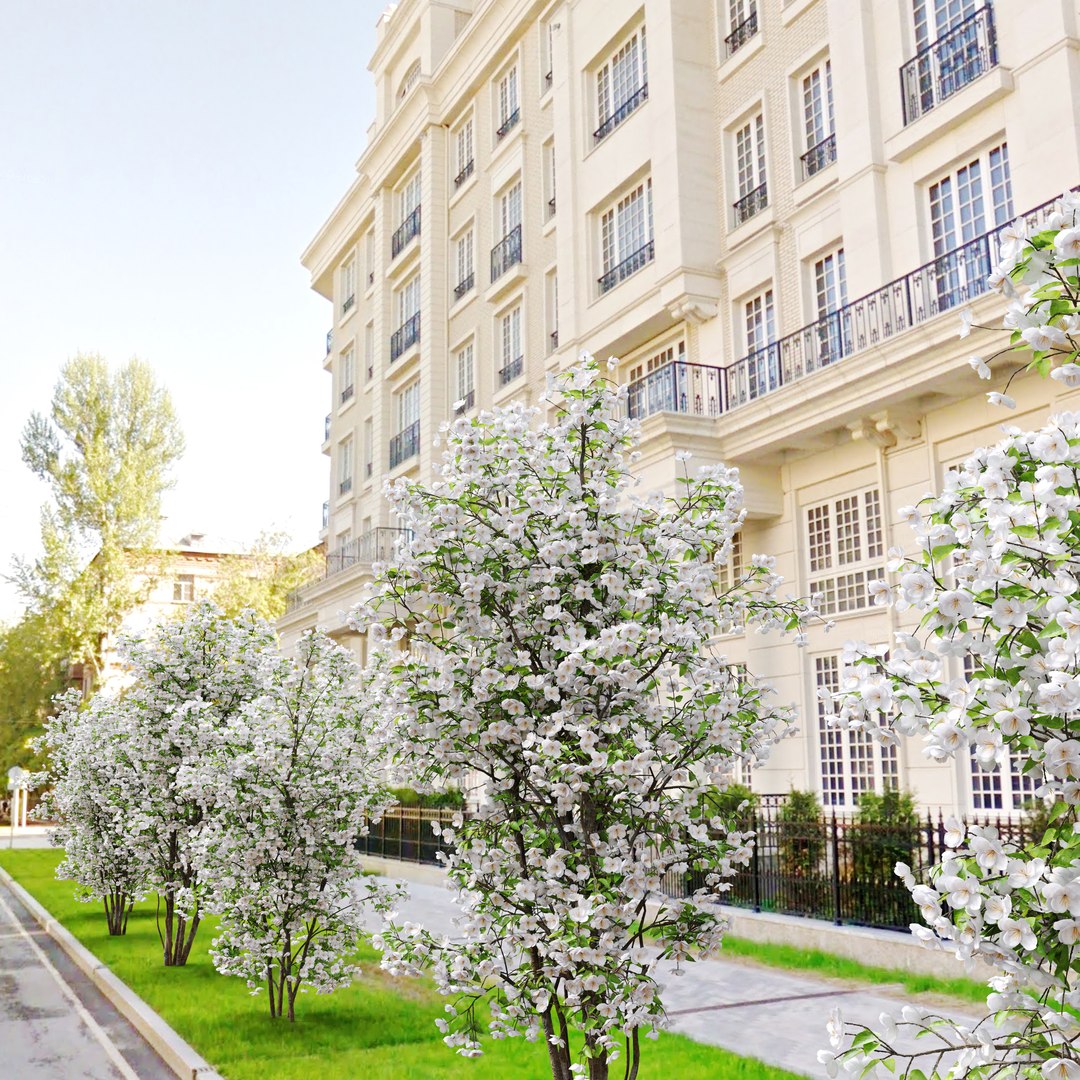 Mock Orange Bush 2 3D Model - TurboSquid 1946887